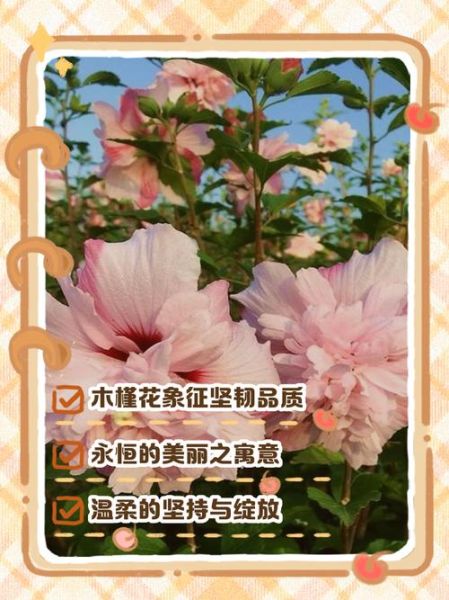 木槿花图片大全_木槿花的花语是什么-第3张图片-山城妙识 木槿花图片大全_木槿花的花语是什么-第3张图片-山城妙识