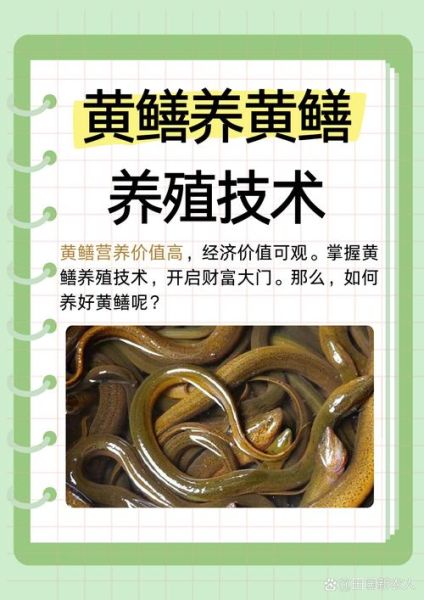 家养黄鳝怎么养_黄鳝养殖方法-第2张图片-山城妙识 家养黄鳝怎么养_黄鳝养殖方法-第2张图片-山城妙识