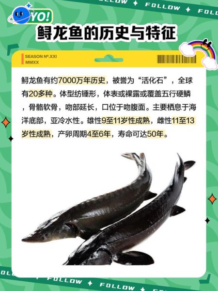 鲟鱼是淡水鱼还是海鱼_鲟鱼生活习性全解析-第1张图片-山城妙识 鲟鱼是淡水鱼还是海鱼_鲟鱼生活习性全解析-第1张图片-山城妙识