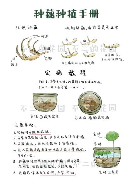莲藕怎么种植简单方法_藕种苗挑选技巧-第1张图片-山城妙识 莲藕怎么种植简单方法_藕种苗挑选技巧-第1张图片-山城妙识