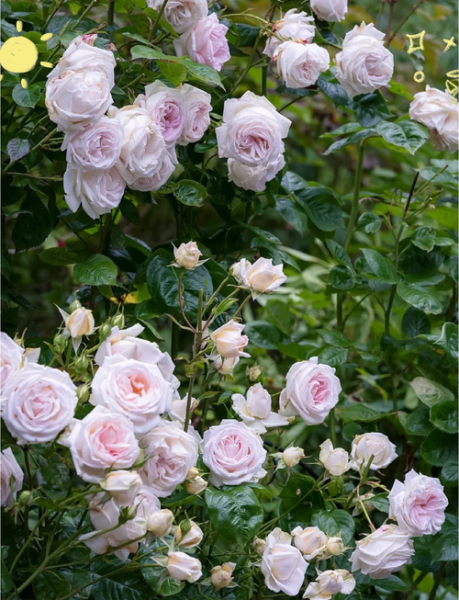 茴香酒夫人月季怎么养_茴香酒夫人月季花期多长-第1张图片-山城妙识 茴香酒夫人月季怎么养_茴香酒夫人月季花期多长-第1张图片-山城妙识