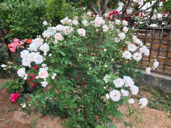 茴香酒夫人月季怎么养_茴香酒夫人月季花期多长-第2张图片-山城妙识 茴香酒夫人月季怎么养_茴香酒夫人月季花期多长-第2张图片-山城妙识