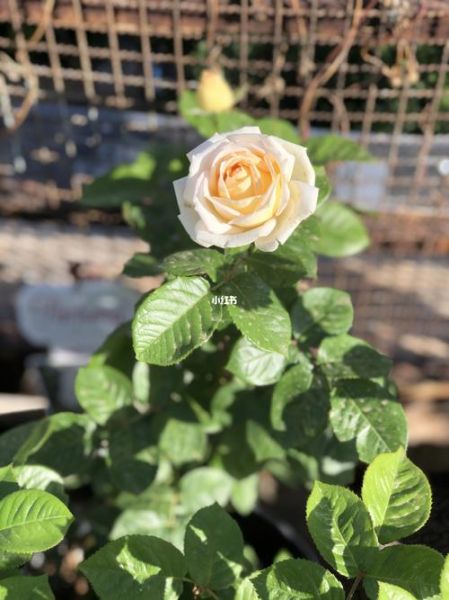 茴香酒夫人月季怎么养_茴香酒夫人月季花期多长-第3张图片-山城妙识 茴香酒夫人月季怎么养_茴香酒夫人月季花期多长-第3张图片-山城妙识