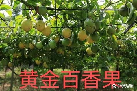 西番莲是不是百香果_区别与营养价值-第3张图片-山城妙识 西番莲是不是百香果_区别与营养价值-第3张图片-山城妙识