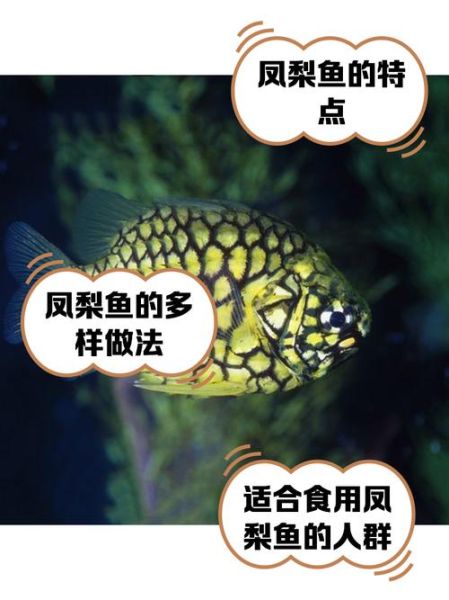菠萝鱼品种大全_菠萝鱼怎么区分-第1张图片-山城妙识