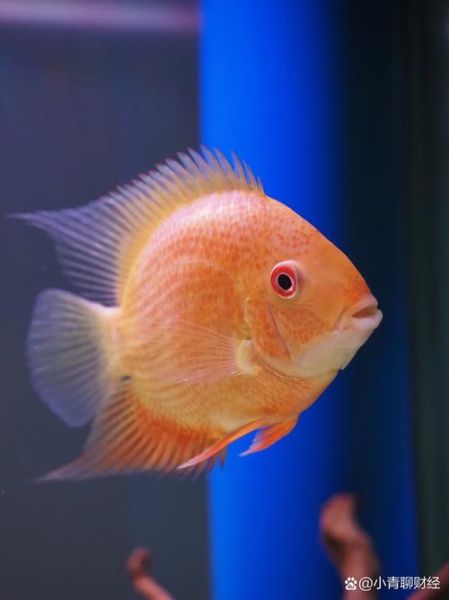 菠萝鱼品种大全_菠萝鱼怎么区分-第3张图片-山城妙识