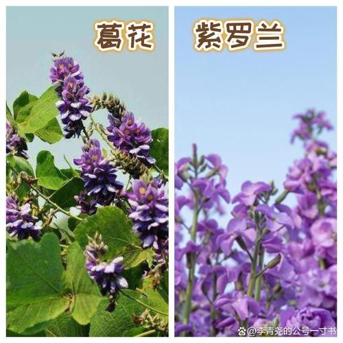 葛花树图片长什么样_葛花树和紫藤区别-第1张图片-山城妙识 葛花树图片长什么样_葛花树和紫藤区别-第1张图片-山城妙识