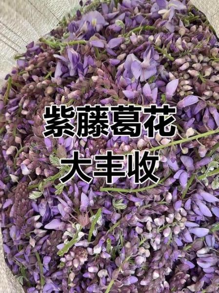 葛花树图片长什么样_葛花树和紫藤区别-第3张图片-山城妙识 葛花树图片长什么样_葛花树和紫藤区别-第3张图片-山城妙识