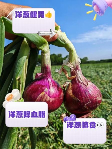 女人吃洋葱的坏处_经期能吃洋葱吗-第3张图片-山城妙识 女人吃洋葱的坏处_经期能吃洋葱吗-第3张图片-山城妙识