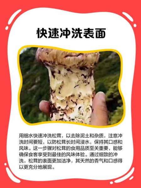 松茸怎么清洗_松茸怎么做最好吃-第2张图片-山城妙识 松茸怎么清洗_松茸怎么做最好吃-第2张图片-山城妙识