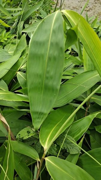 粽叶有哪几种_粽叶图片大全-第3张图片-山城妙识 粽叶有哪几种_粽叶图片大全-第3张图片-山城妙识