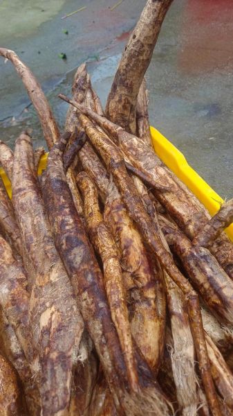 葛根价格多少一斤_野生葛根多少钱一斤-第1张图片-山城妙识 葛根价格多少一斤_野生葛根多少钱一斤-第1张图片-山城妙识