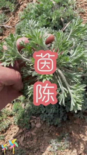 茵陈在农村叫什么名字_茵陈的别名有哪些-第1张图片-山城妙识 茵陈在农村叫什么名字_茵陈的别名有哪些-第1张图片-山城妙识