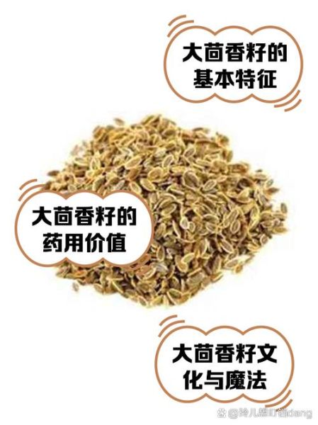 茴香籽怎么吃_茴香籽的正确吃法-第1张图片-山城妙识 茴香籽怎么吃_茴香籽的正确吃法-第1张图片-山城妙识