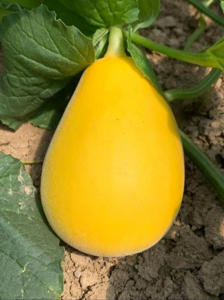 黄金瓜什么时候种最好_黄金瓜种植方法步骤-第3张图片-山城妙识 黄金瓜什么时候种最好_黄金瓜种植方法步骤-第3张图片-山城妙识