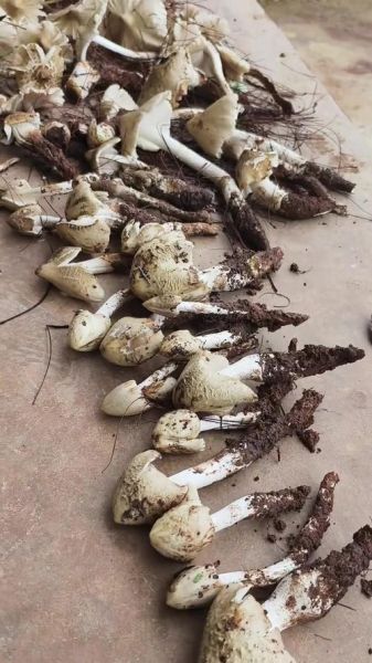 鸡纵菌图片怎么识别_鸡纵菌长什么样-第3张图片-山城妙识