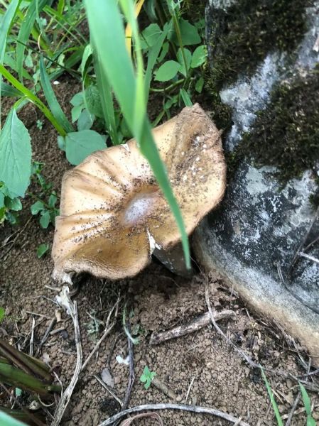 鸡纵菌图片怎么识别_鸡纵菌长什么样-第2张图片-山城妙识