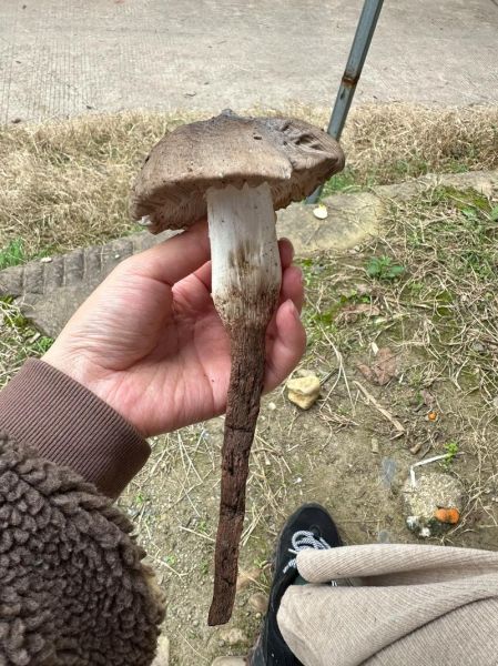 鸡纵菌图片怎么识别_鸡纵菌长什么样-第1张图片-山城妙识