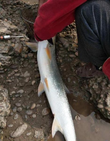 黄箭鱼是什么鱼_黄箭鱼多少钱一斤-第3张图片-山城妙识 黄箭鱼是什么鱼_黄箭鱼多少钱一斤-第3张图片-山城妙识