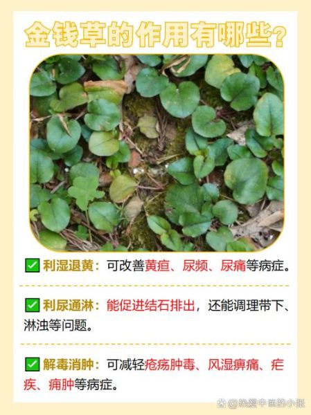金钱草的功效与作用_金钱草能治结石吗-第1张图片-山城妙识 金钱草的功效与作用_金钱草能治结石吗-第1张图片-山城妙识