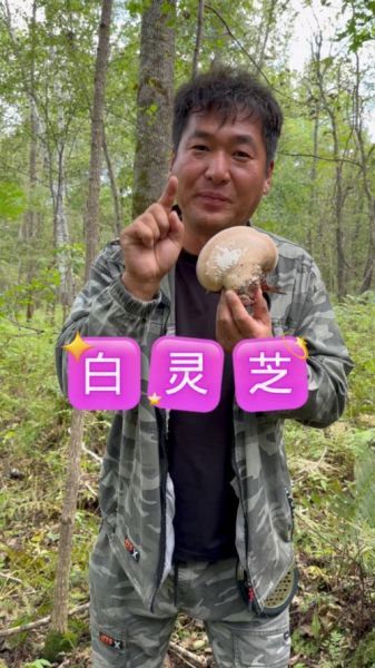 野生白灵菇图片_如何辨别真假-第2张图片-山城妙识 野生白灵菇图片_如何辨别真假-第2张图片-山城妙识