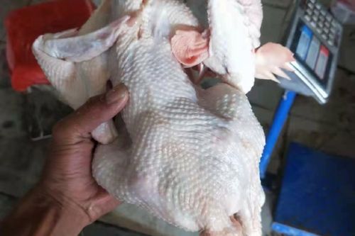 白条鸡多少钱一斤_白条鸡价格今日价-第2张图片-山城妙识