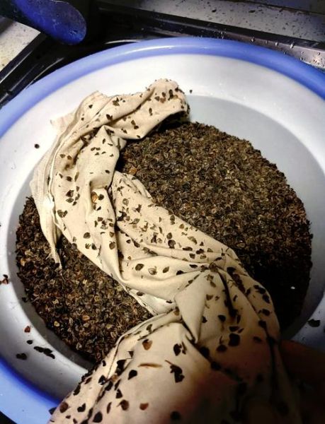 荞麦皮枕头生虫怎么办_荞麦枕头长虫图片真相-第3张图片-山城妙识 荞麦皮枕头生虫怎么办_荞麦枕头长虫图片真相-第3张图片-山城妙识