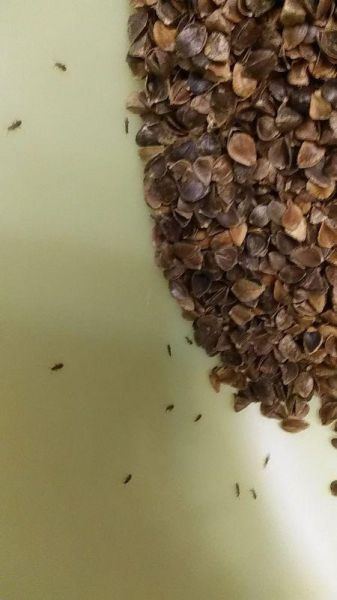 荞麦皮枕头生虫怎么办_荞麦枕头长虫图片真相-第2张图片-山城妙识 荞麦皮枕头生虫怎么办_荞麦枕头长虫图片真相-第2张图片-山城妙识