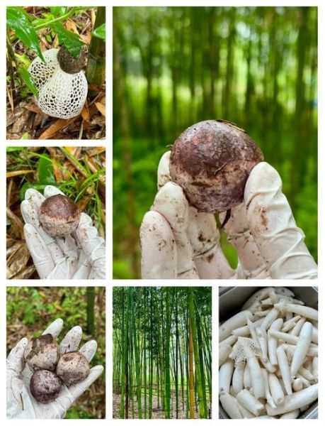 竹荪可以人工种植吗_竹荪种植技术详解-第1张图片-山城妙识