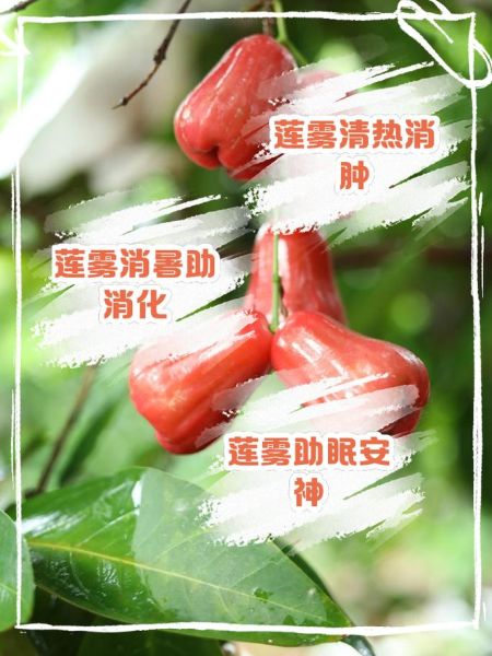 莲雾是什么水果_莲雾怎么吃才好吃-第1张图片-山城妙识 莲雾是什么水果_莲雾怎么吃才好吃-第1张图片-山城妙识