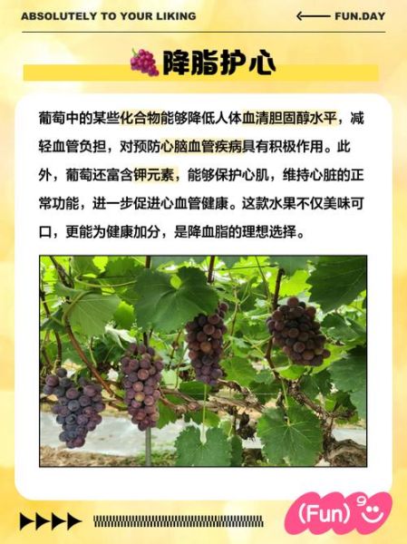 降血脂吃什么水果好_降血脂水果排行榜-第1张图片-山城妙识 降血脂吃什么水果好_降血脂水果排行榜-第1张图片-山城妙识