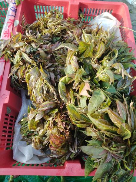 腌蒜苗的做法_怎么腌才脆-第3张图片-山城妙识 腌蒜苗的做法_怎么腌才脆-第3张图片-山城妙识