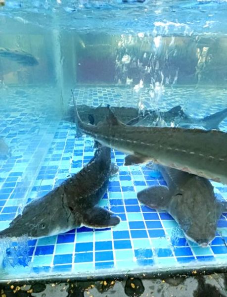 鲟龙鱼怎么养_鲟龙鱼养殖注意事项-第3张图片-山城妙识 鲟龙鱼怎么养_鲟龙鱼养殖注意事项-第3张图片-山城妙识