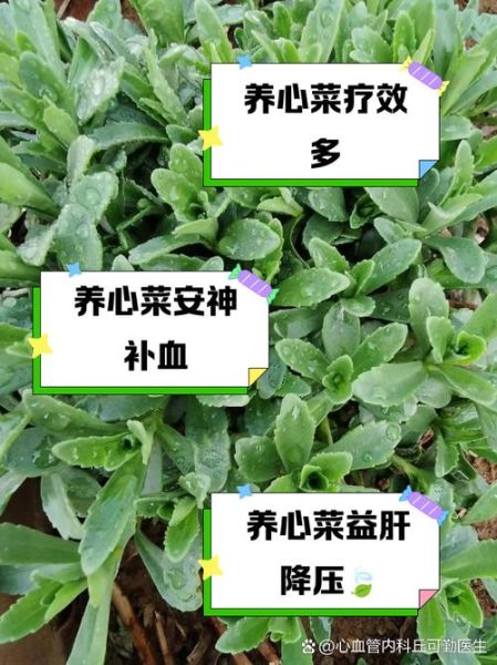 救心菜对肾不好是真的吗_肾功能不全能吃救心菜吗-第1张图片-山城妙识 救心菜对肾不好是真的吗_肾功能不全能吃救心菜吗-第1张图片-山城妙识