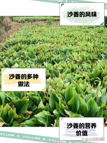 红沙姜的功效与作用_红沙姜怎么吃效果最好-第2张图片-山城妙识 红沙姜的功效与作用_红沙姜怎么吃效果最好-第2张图片-山城妙识