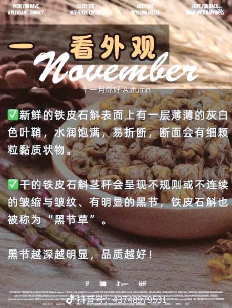 石斛图片大全高清图片_如何辨别真假石斛-第1张图片-山城妙识 石斛图片大全高清图片_如何辨别真假石斛-第1张图片-山城妙识