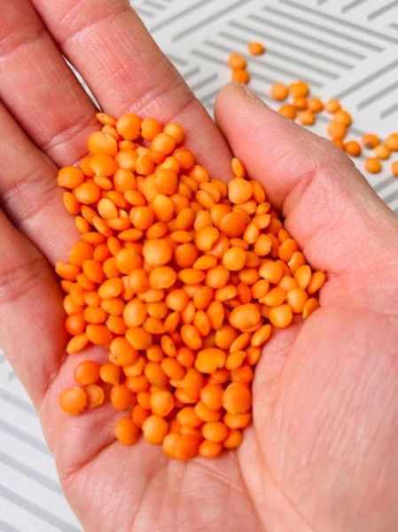 红扁豆长什么样子_红扁豆图片特征-第1张图片-山城妙识 红扁豆长什么样子_红扁豆图片特征-第1张图片-山城妙识