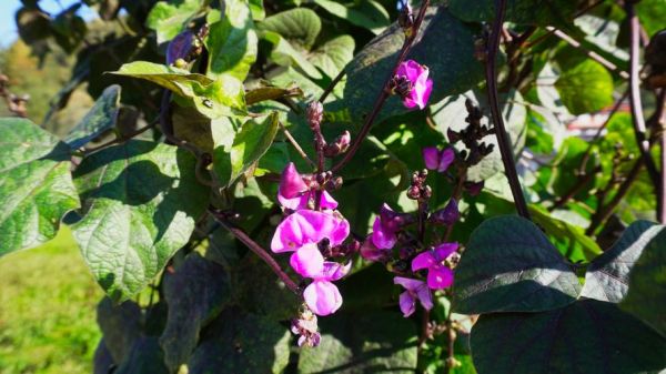 红扁豆长什么样子_红扁豆图片特征-第2张图片-山城妙识 红扁豆长什么样子_红扁豆图片特征-第2张图片-山城妙识