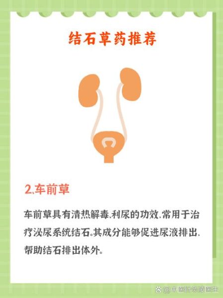 金钱草能排出肾结石吗_金钱草排石原理-第1张图片-山城妙识