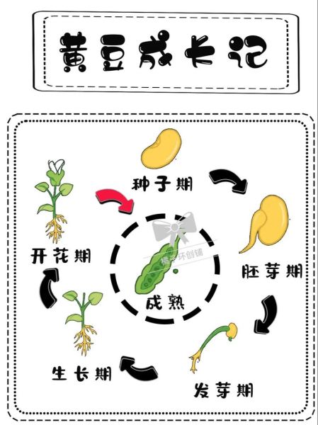 黄豆怎么种_黄豆生长周期多久-第1张图片-山城妙识