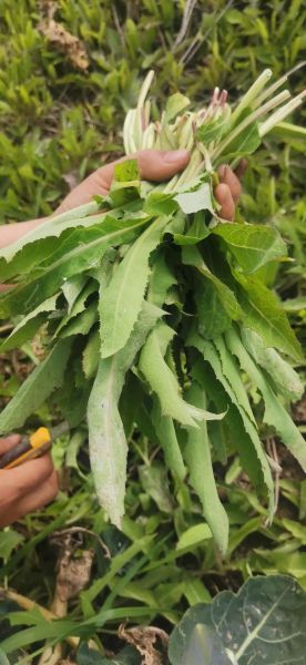 野菜图片大全及名字_常见野菜有哪些-第3张图片-山城妙识 野菜图片大全及名字_常见野菜有哪些-第3张图片-山城妙识