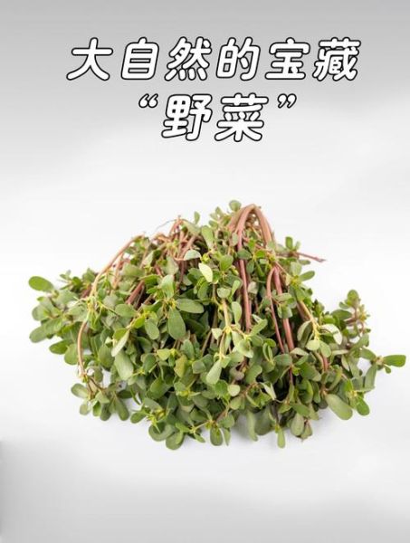 野菜图片大全及名字_常见野菜有哪些-第2张图片-山城妙识 野菜图片大全及名字_常见野菜有哪些-第2张图片-山城妙识