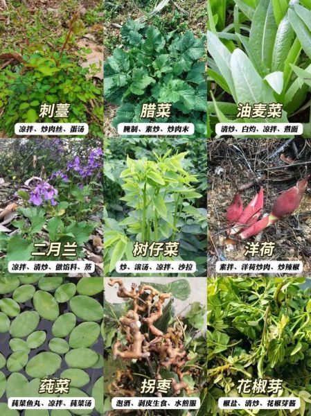野菜图片大全及名字_常见野菜有哪些-第1张图片-山城妙识 野菜图片大全及名字_常见野菜有哪些-第1张图片-山城妙识