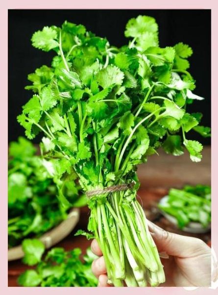 香菜壮阳还是泄阳_男人吃香菜真相-第1张图片-山城妙识