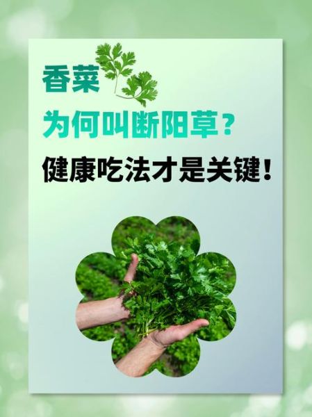 香菜壮阳还是泄阳_男人吃香菜真相-第2张图片-山城妙识