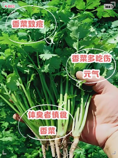 香菜壮阳还是泄阳_男人吃香菜真相-第3张图片-山城妙识