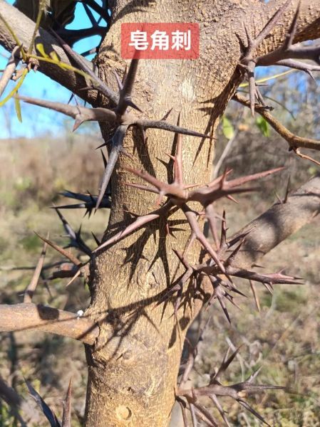 皂角刺的功效与作用_皂角刺的副作用有哪些-第3张图片-山城妙识 皂角刺的功效与作用_皂角刺的副作用有哪些-第3张图片-山城妙识