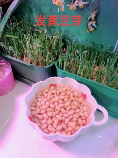 家庭自制黄豆芽的方法_黄豆芽怎么泡发最快-第1张图片-山城妙识 家庭自制黄豆芽的方法_黄豆芽怎么泡发最快-第1张图片-山城妙识