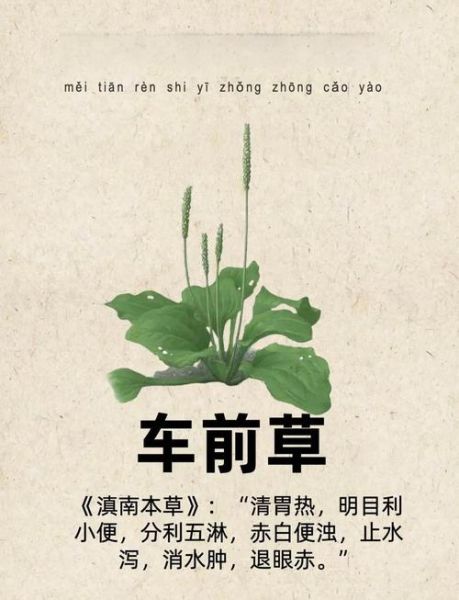 车前草降尿酸吗_车前草怎么吃降尿酸-第2张图片-山城妙识 车前草降尿酸吗_车前草怎么吃降尿酸-第2张图片-山城妙识