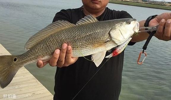 海鲈鱼怎么钓_海鲈鱼钓法技巧-第2张图片-山城妙识